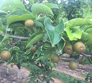 Everyone Loves our Asian Pears - Hill Creek Farms